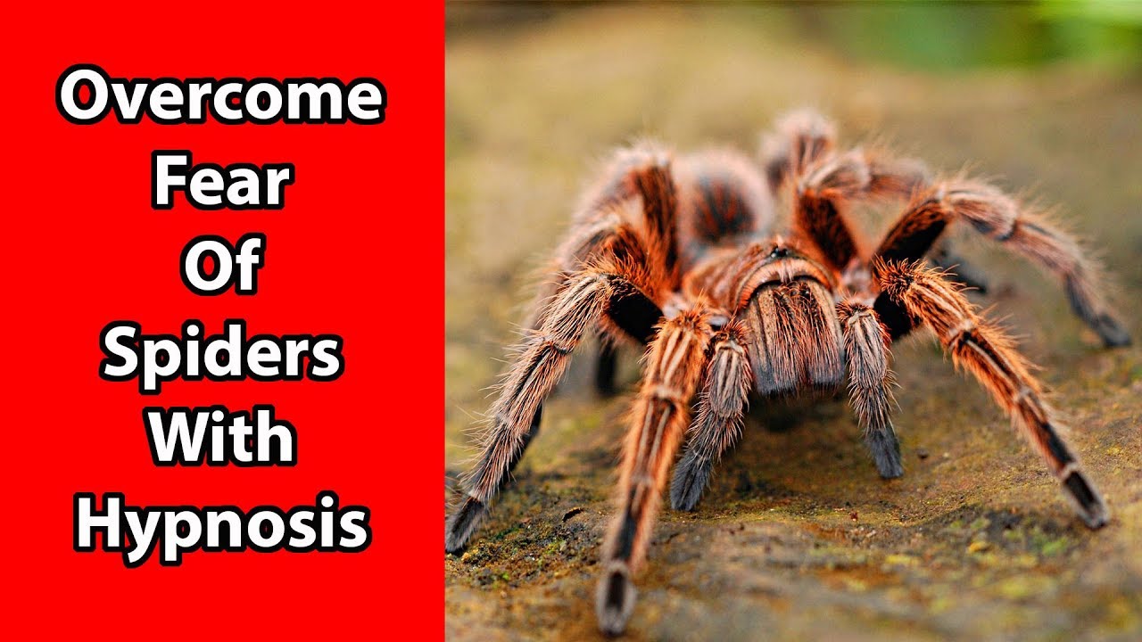 How to Get Over Fear of Bugs | Philadelphia Hypnotherapy Clinic | Dr Tsan